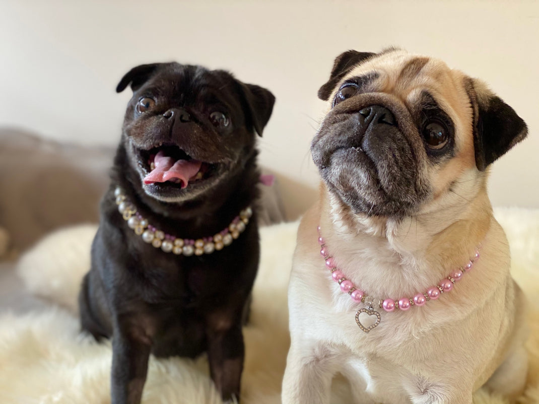 Pug Parties | Pug Lovin' Outfits and Costumes