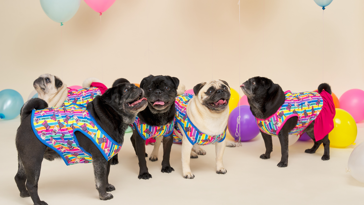 Pug Parties | Pug Lovin' Outfits and Costumes