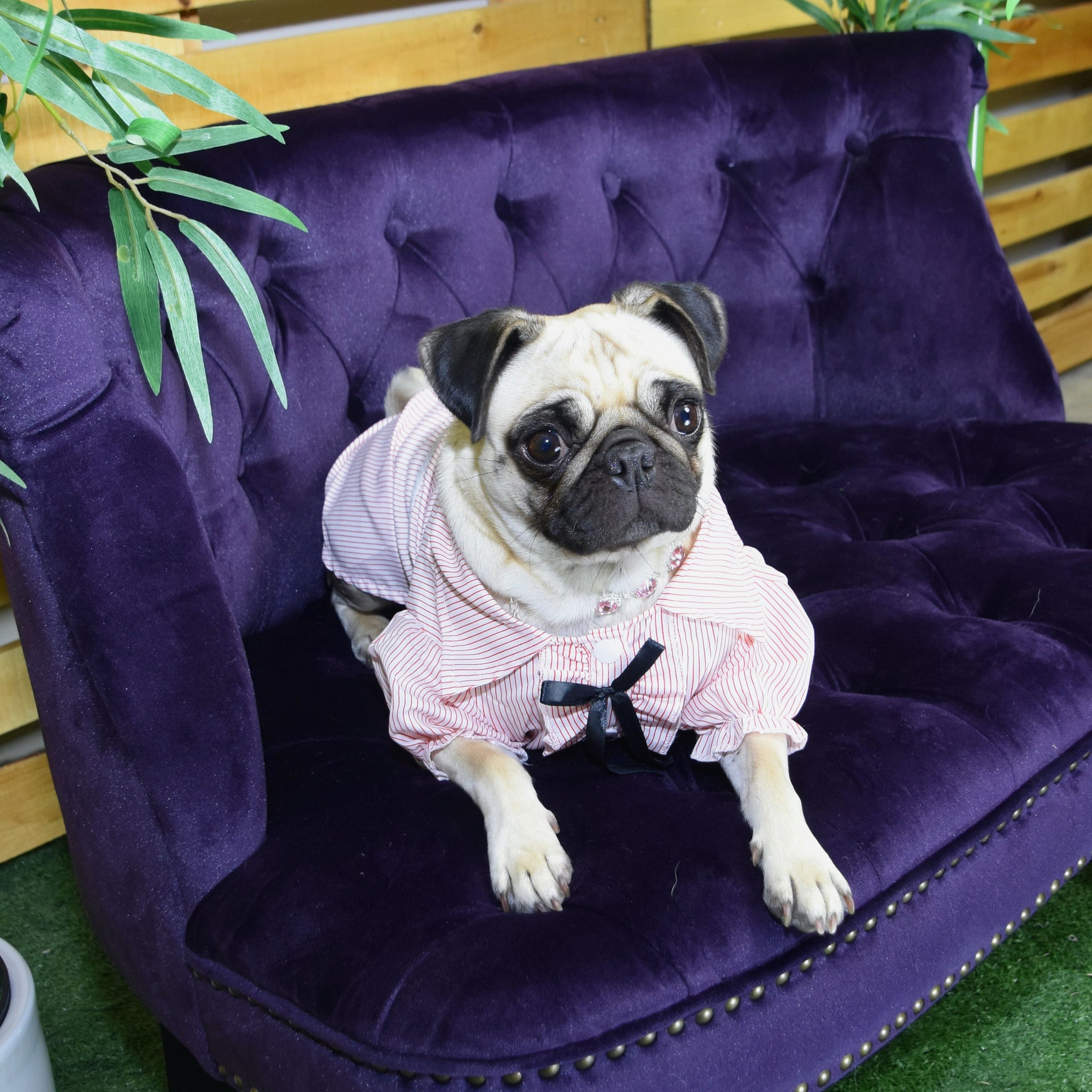 Pug Parties | Pug Lovin' Outfits and Costumes