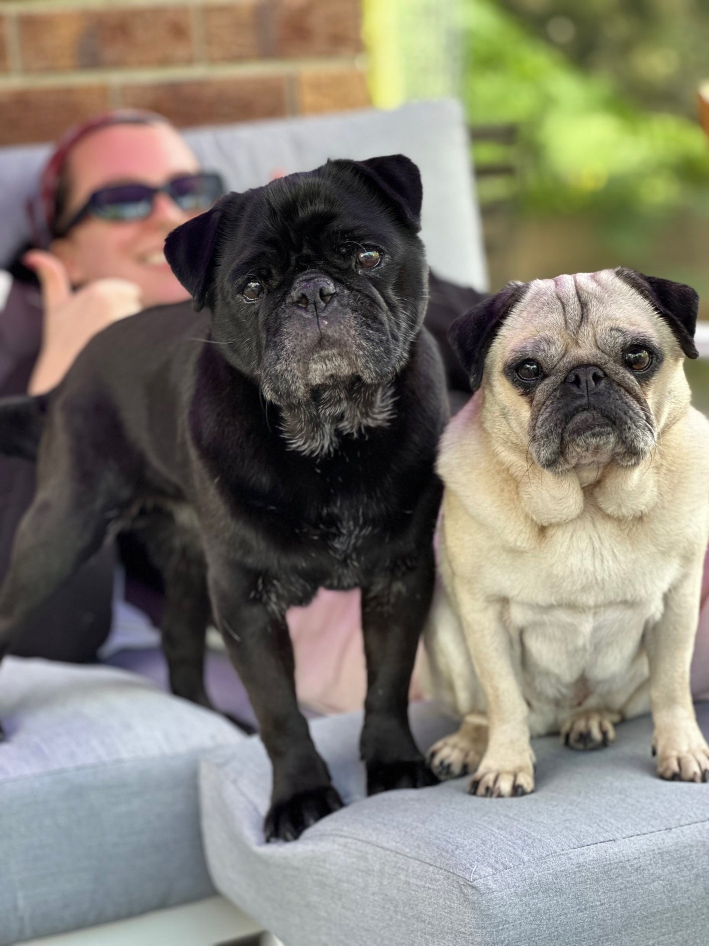 Pug Parties | Pug Lovin' Outfits and Costumes